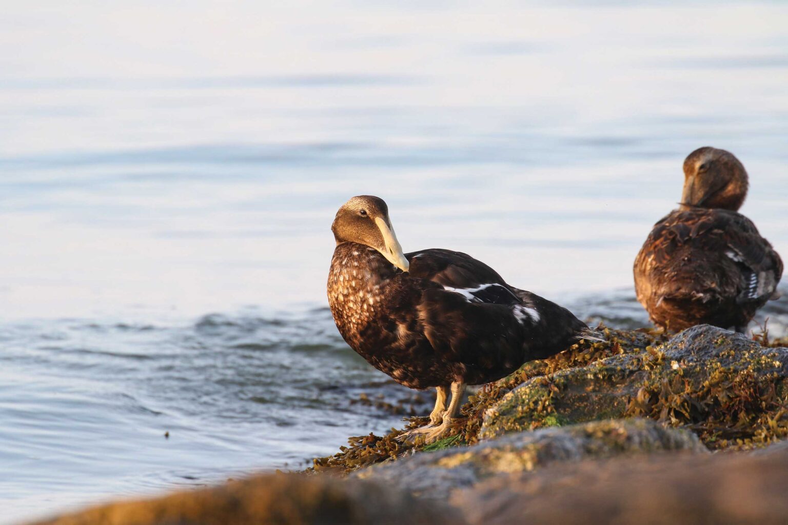 A Beginner’s Guide to Birding on Cape Cod & the Islands – Cape Cod and ...