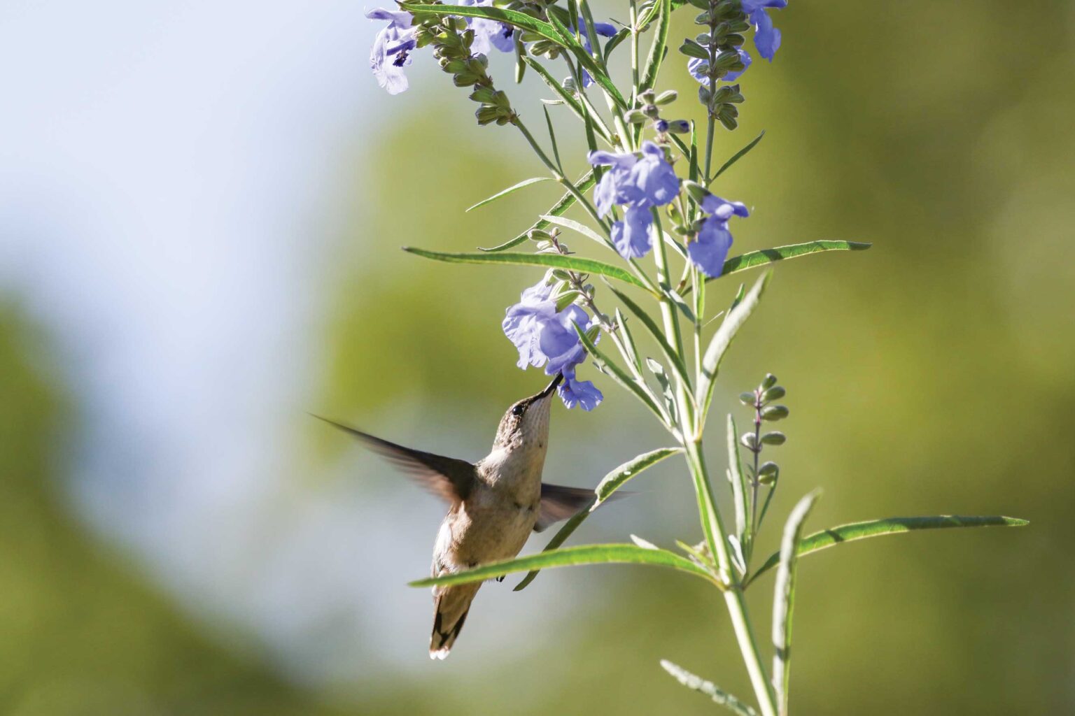 A Beginner’s Guide to Birding on Cape Cod & the Islands – Cape Cod and ...