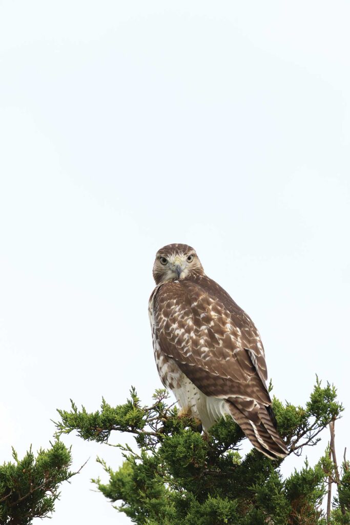 A Beginner’s Guide to Birding on Cape Cod & the Islands – Cape Cod and ...