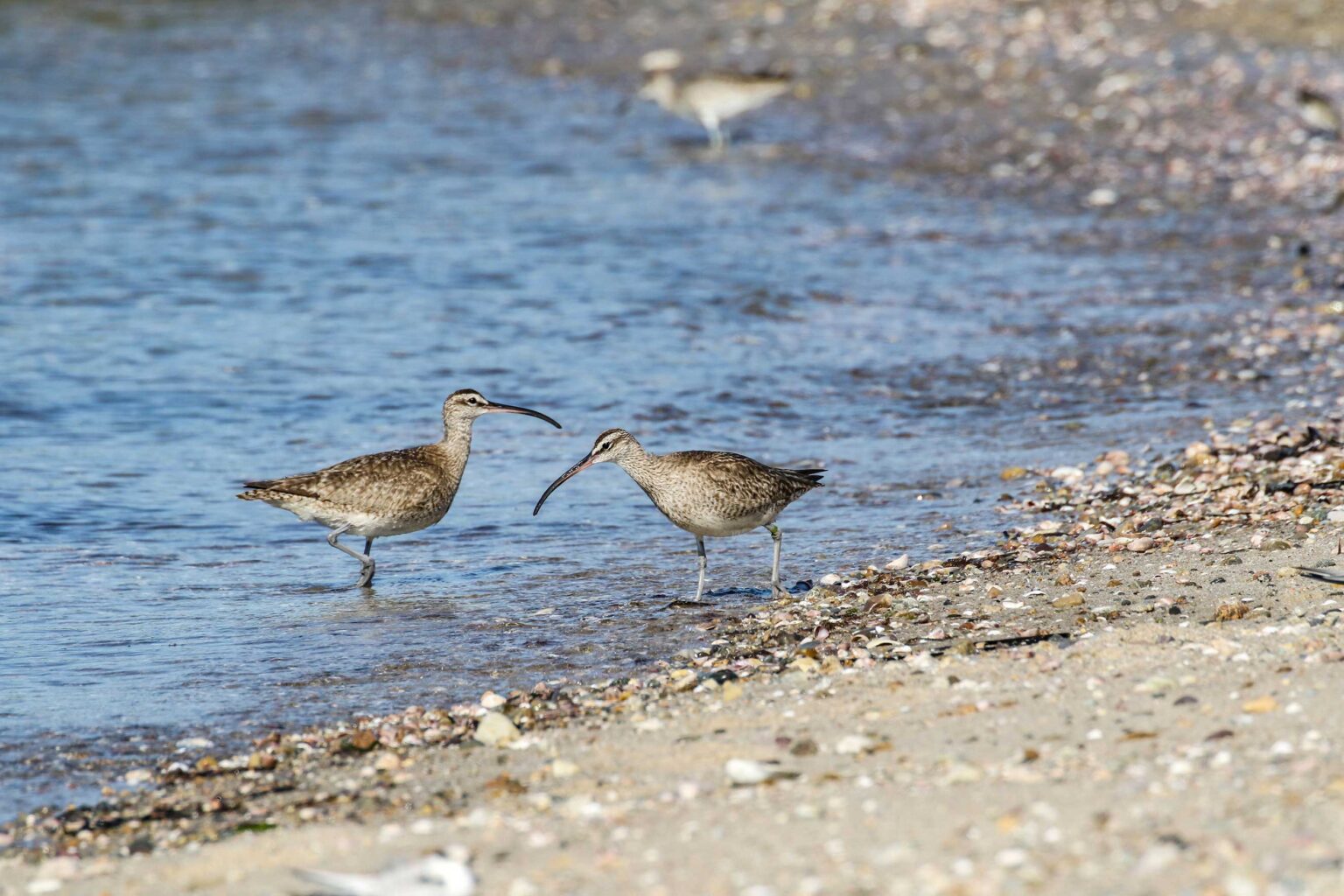 A Beginner’s Guide to Birding on Cape Cod & the Islands – Cape Cod and ...