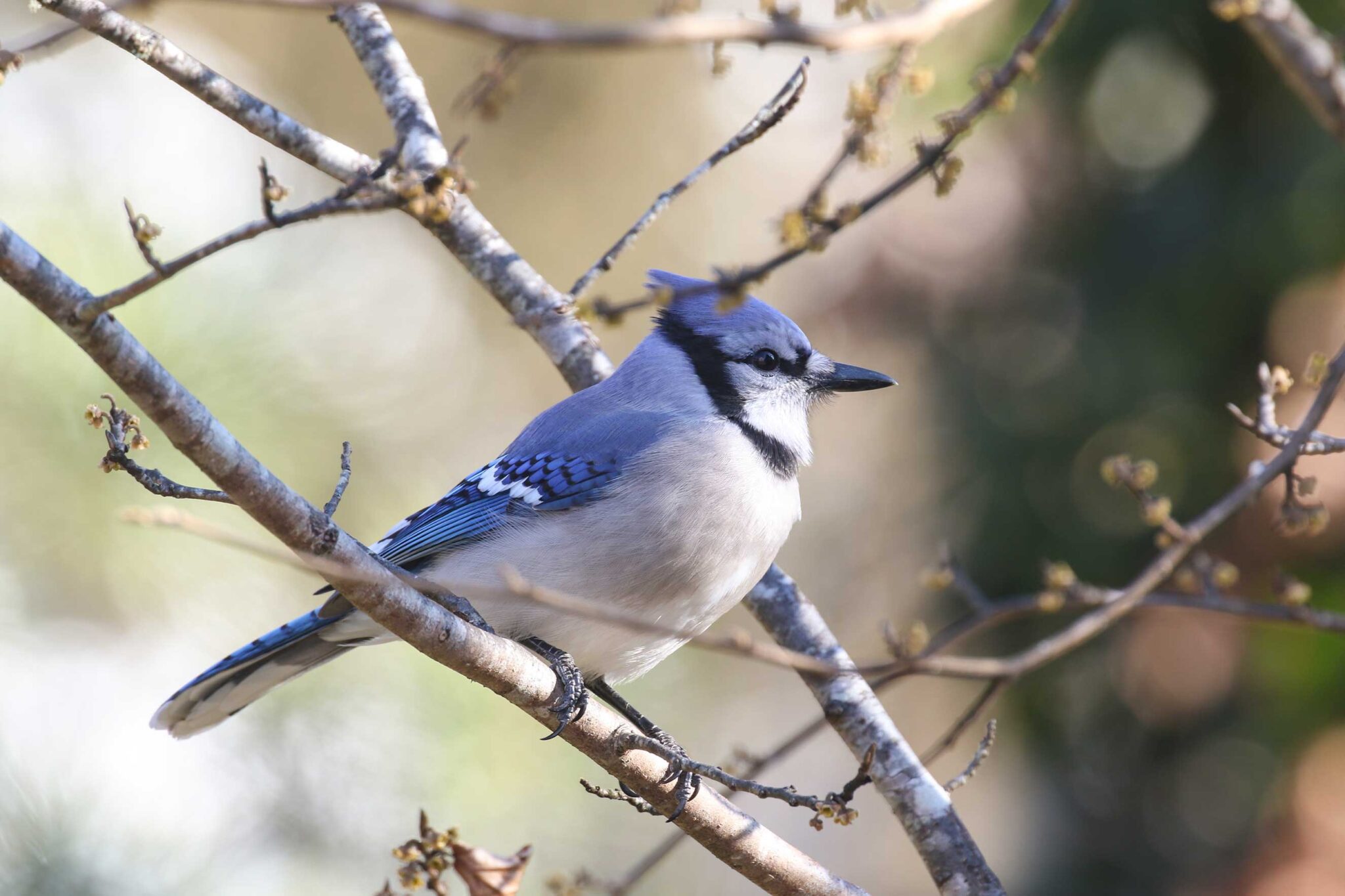 A Beginner’s Guide to Birding on Cape Cod & the Islands – Cape Cod and ...