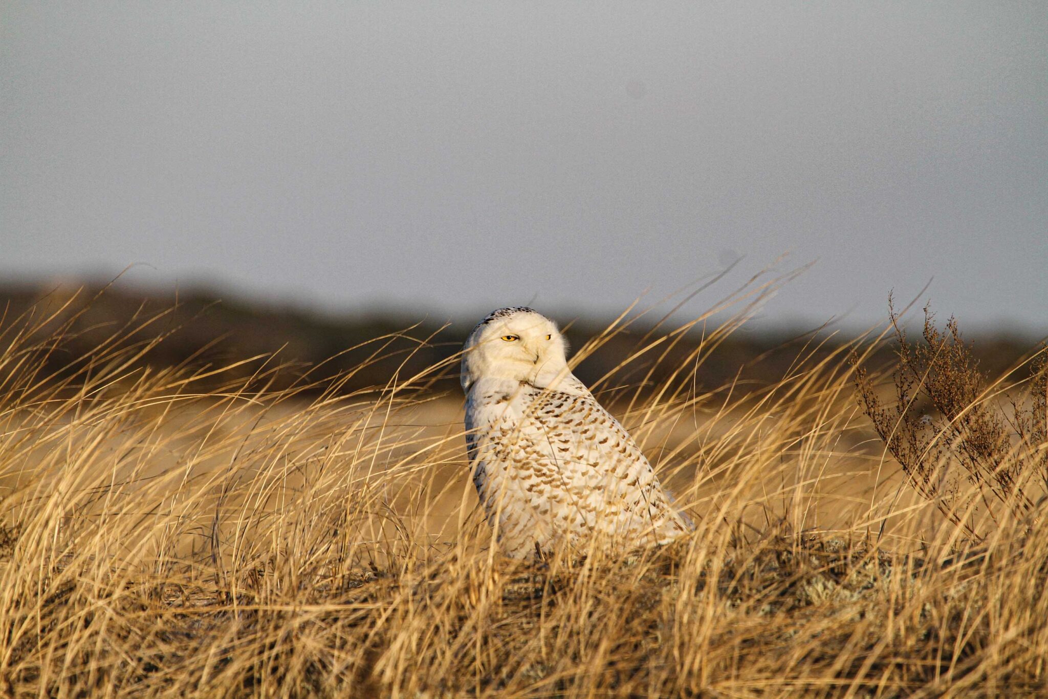 A Beginner’s Guide to Birding on Cape Cod & the Islands – Cape Cod and ...