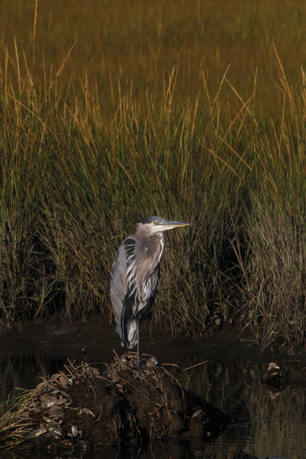 A Beginner’s Guide to Birding on Cape Cod & the Islands – Cape Cod and ...