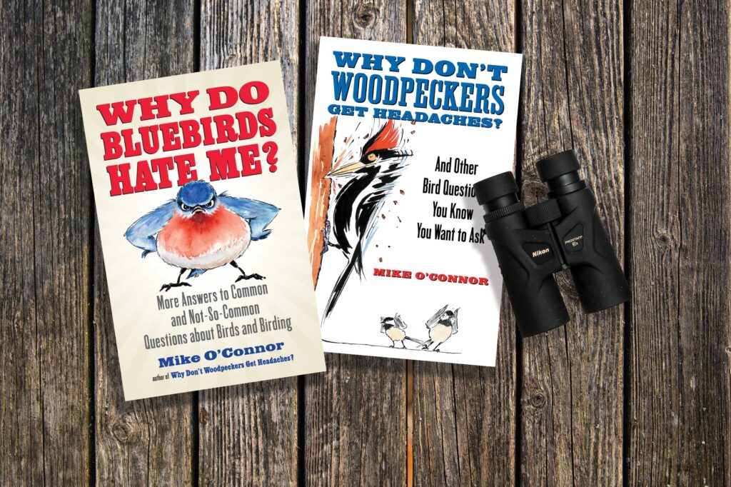 A Beginner’s Guide to Birding on Cape Cod & the Islands – Cape Cod and ...