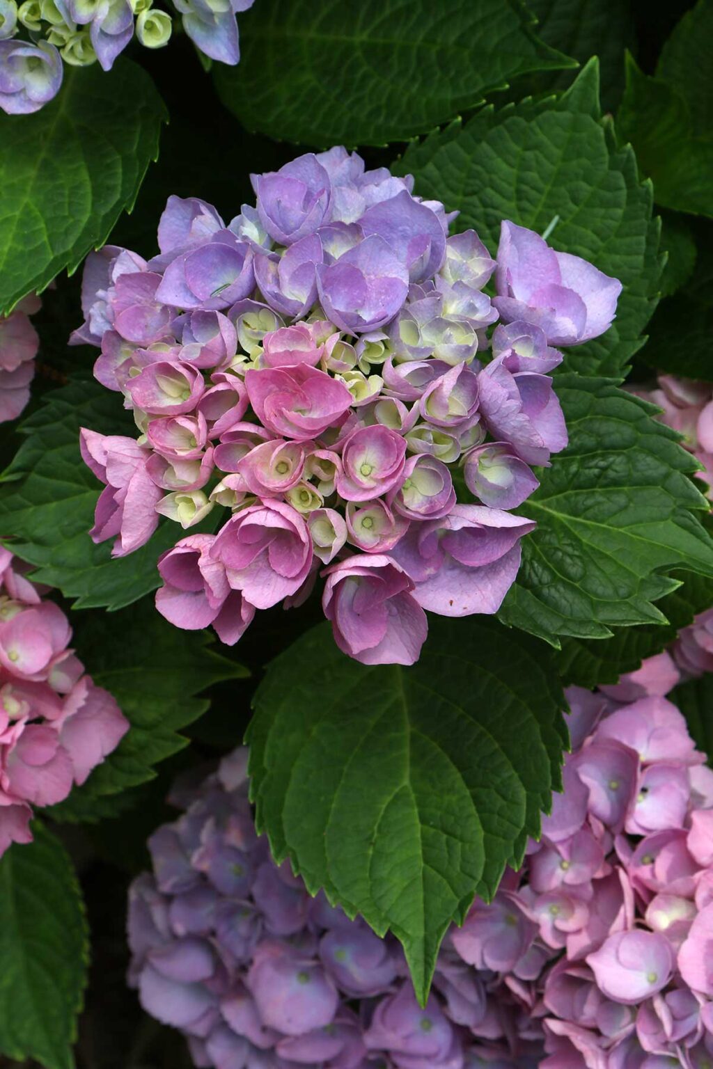 Hydrangeas – Cape Cod and The Islands Magazine