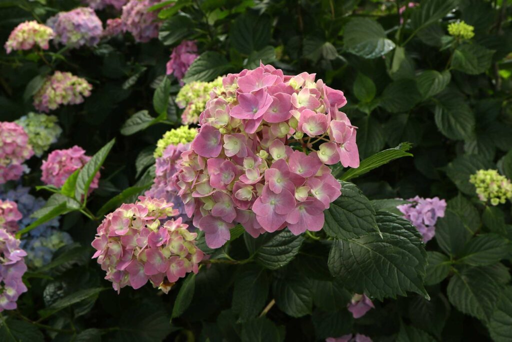 Hydrangeas – Cape Cod and The Islands Magazine