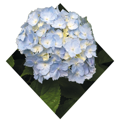 Hydrangeas – Cape Cod and The Islands Magazine