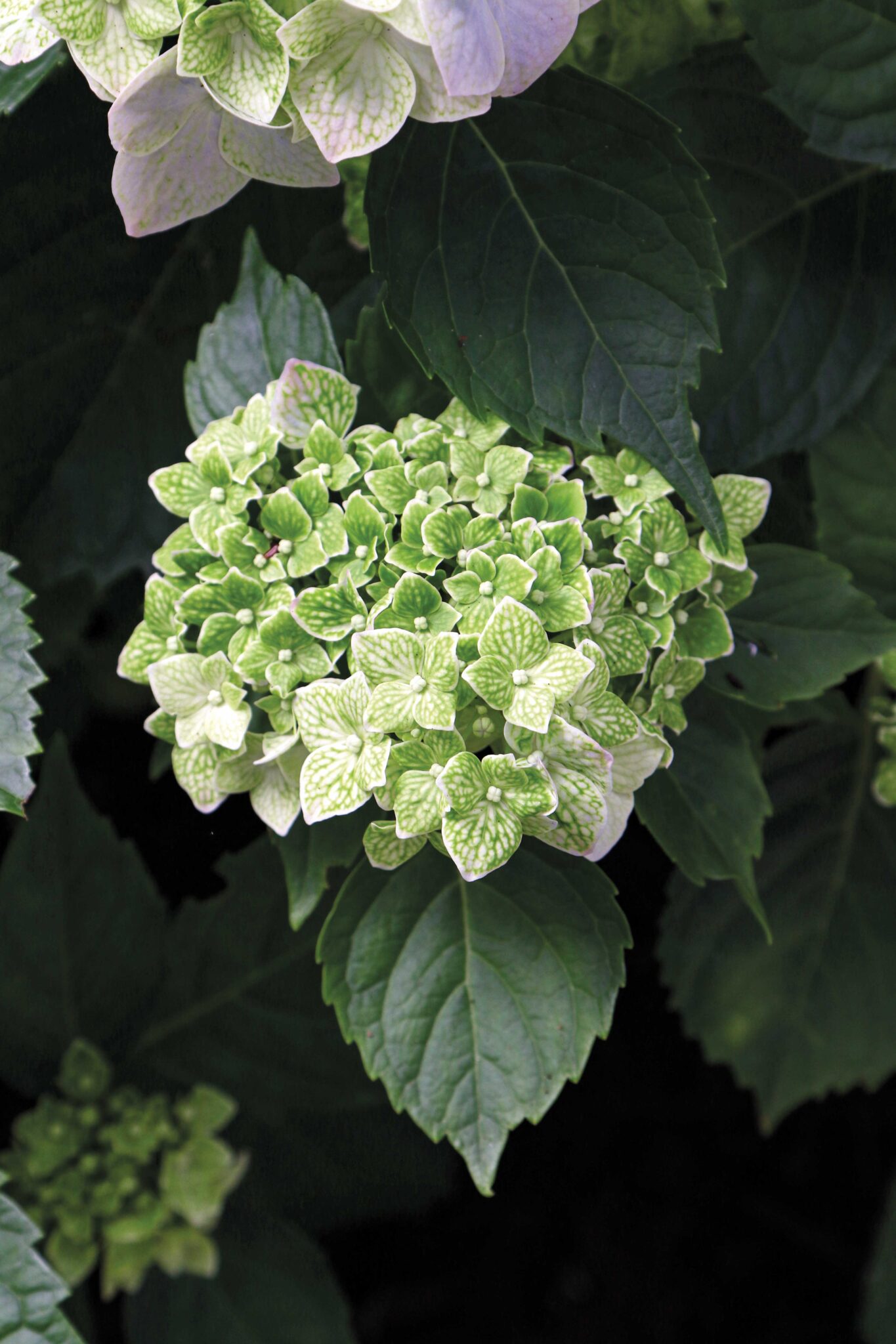 Hydrangeas – Cape Cod and The Islands Magazine