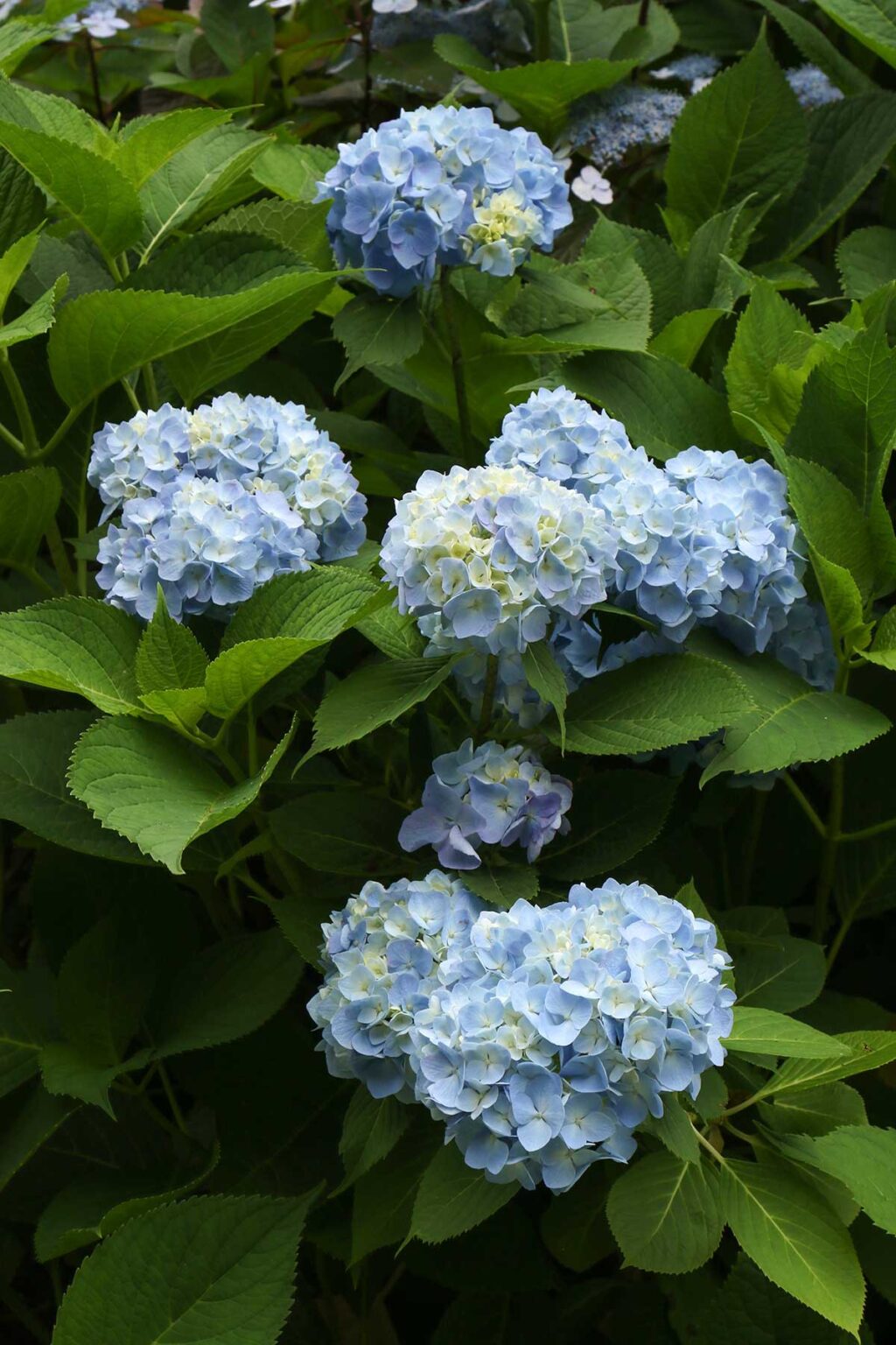 Hydrangeas – Cape Cod and The Islands Magazine