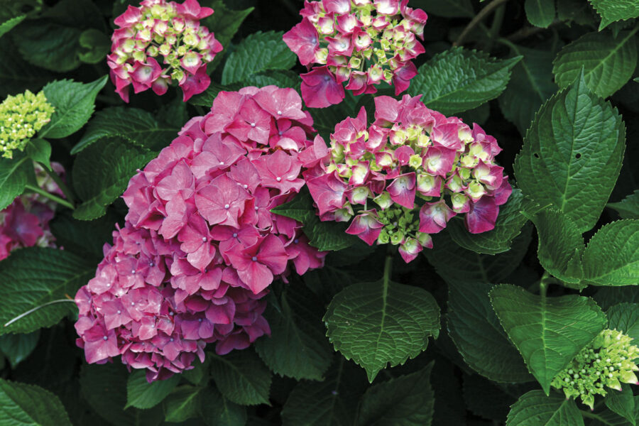 Hydrangeas – Cape Cod and The Islands Magazine