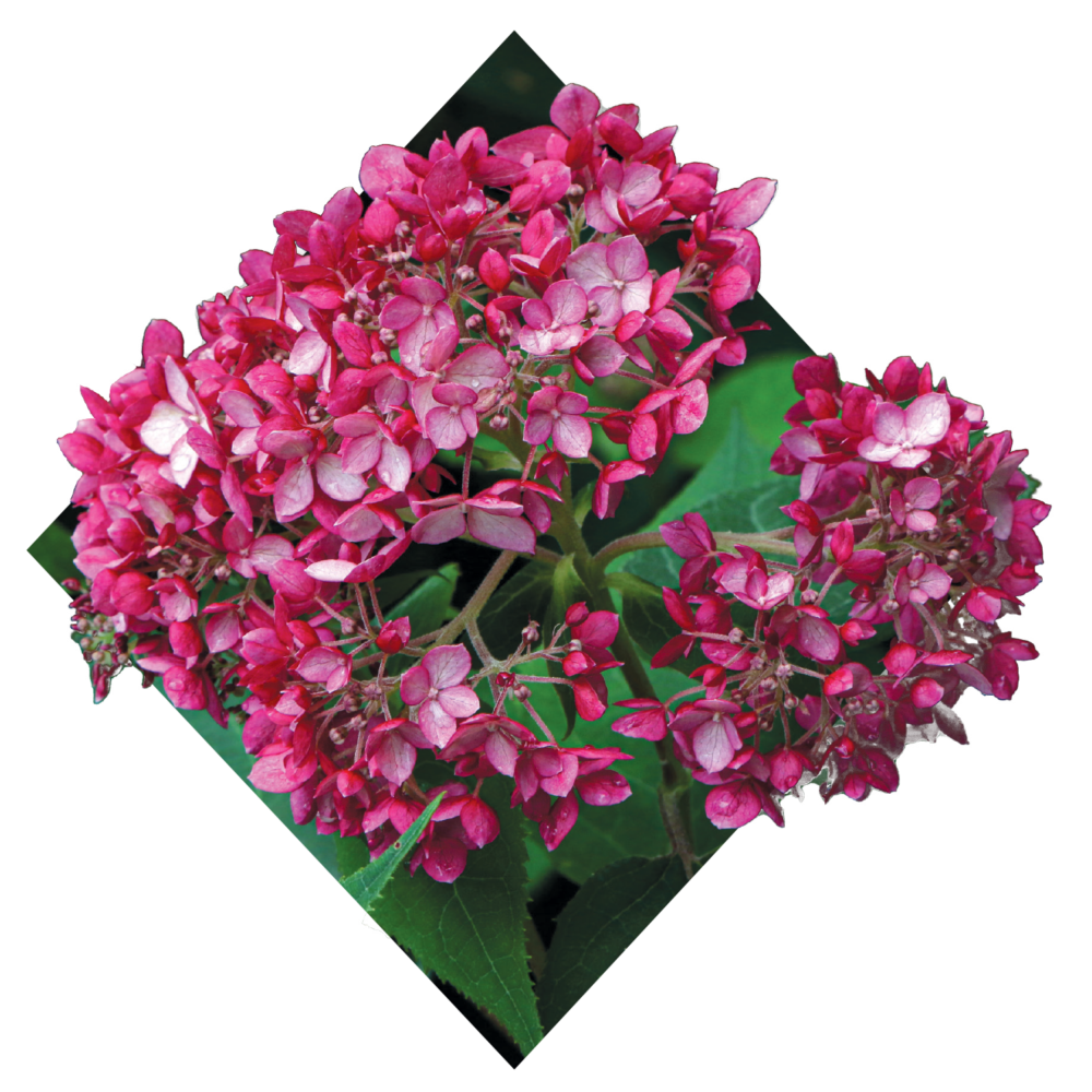 Hydrangeas – Cape Cod and The Islands Magazine