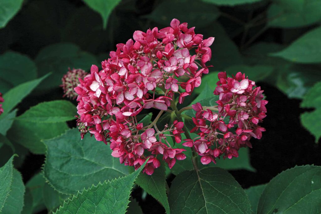 Hydrangeas – Cape Cod and The Islands Magazine