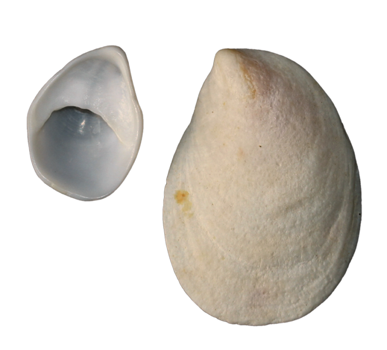 Treasures on the Shoreline – Cape Cod and The Islands Magazine