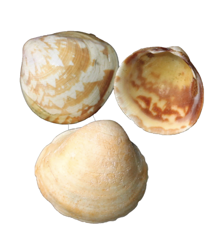 Treasures on the Shoreline – Cape Cod and The Islands Magazine