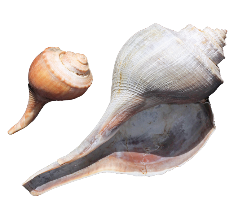 Treasures on the Shoreline – Cape Cod and The Islands Magazine