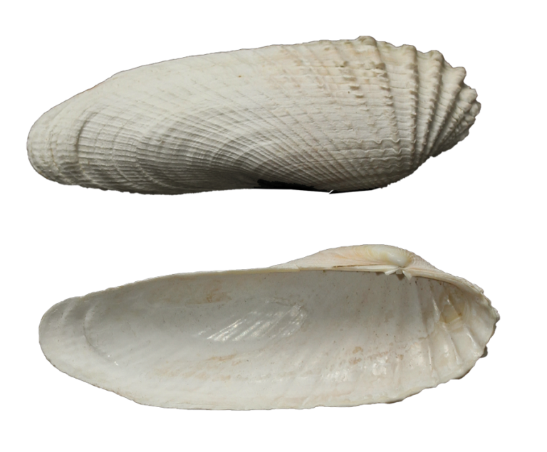 Treasures on the Shoreline – Cape Cod and The Islands Magazine