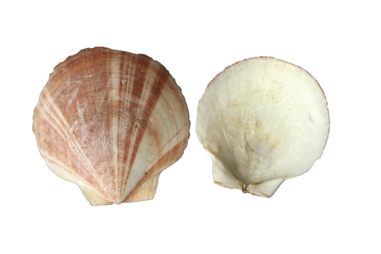 Treasures on the Shoreline – Cape Cod and The Islands Magazine