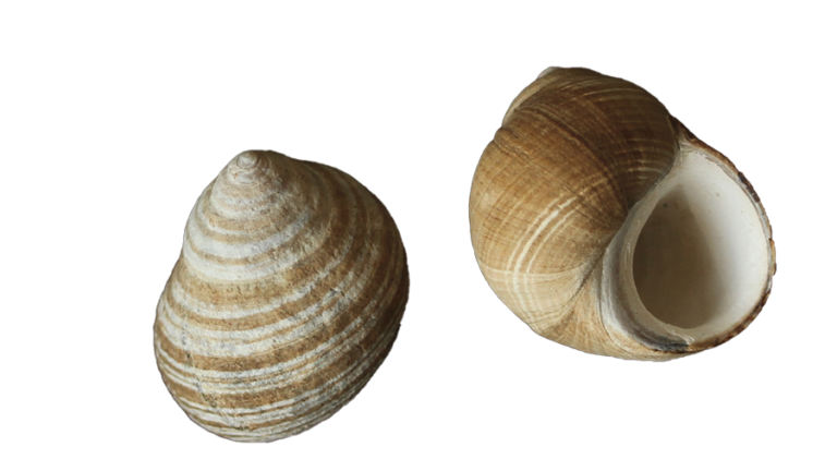 Treasures on the Shoreline – Cape Cod and The Islands Magazine