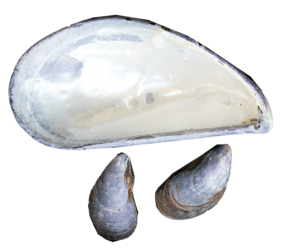 Treasures on the Shoreline – Cape Cod and The Islands Magazine