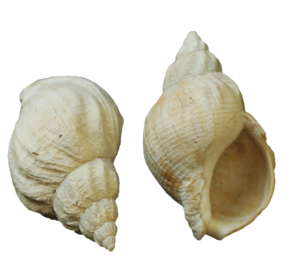 Treasures on the Shoreline – Cape Cod and The Islands Magazine