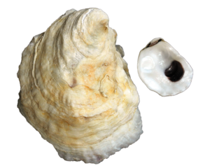 Treasures on the Shoreline – Cape Cod and The Islands Magazine