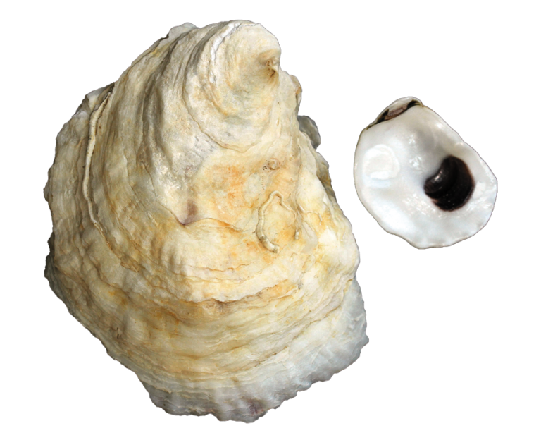 Treasures on the Shoreline – Cape Cod and The Islands Magazine