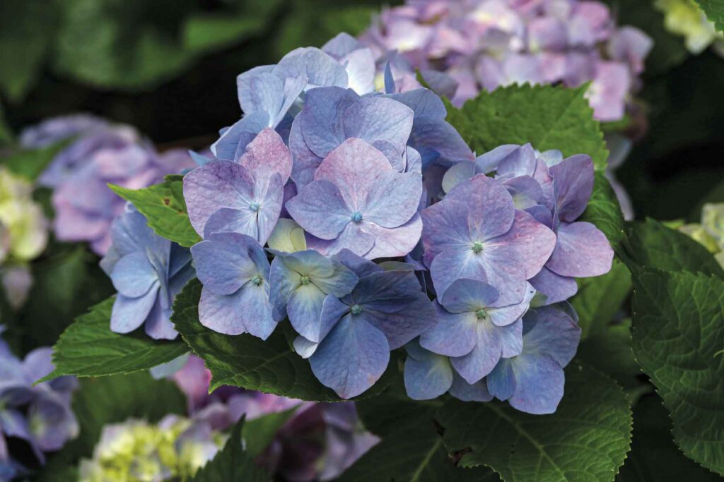 Hydrangeas – Cape Cod and The Islands Magazine