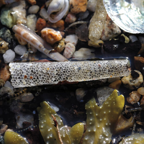 Treasures on the Shoreline – Cape Cod and The Islands Magazine