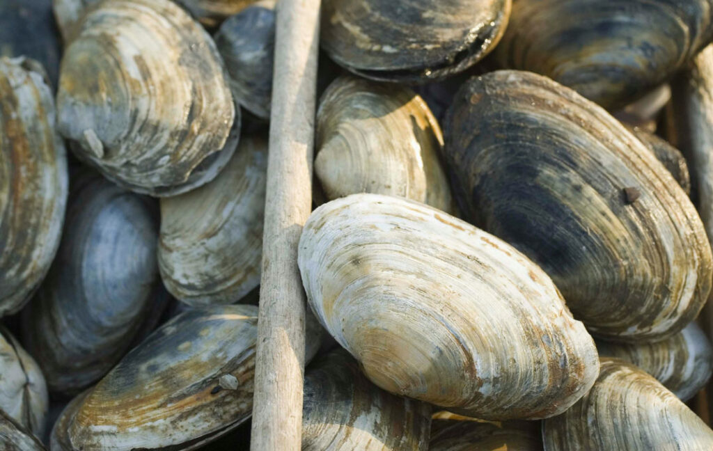 Creamy New England Clam Chowder – Cape Cod and The Islands Magazine